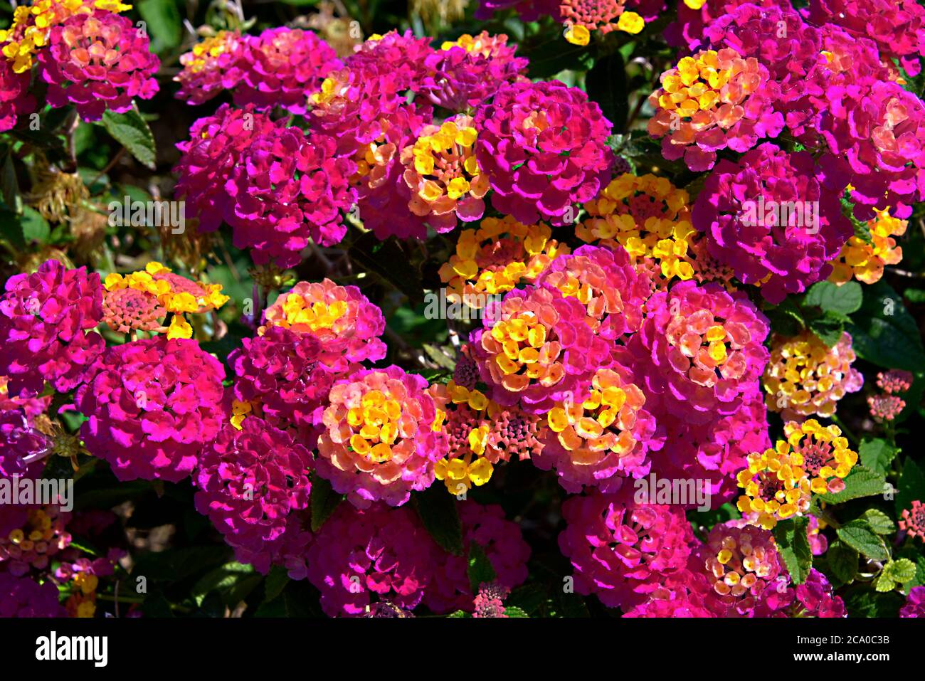 Background of yellow and red Lantana camara flowers Stock Photo - Alamy