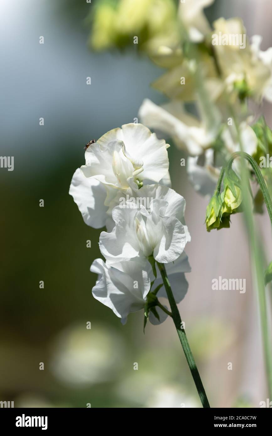 White frills sweet pea hi-res stock photography and images - Alamy