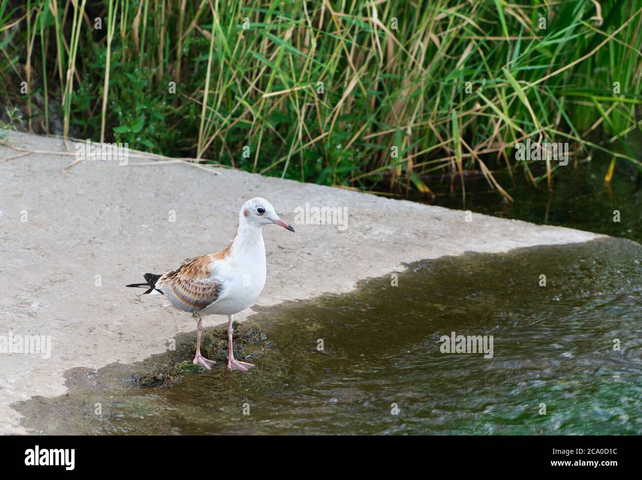 Seagull on river bank hi-res stock photography and images - Alamy