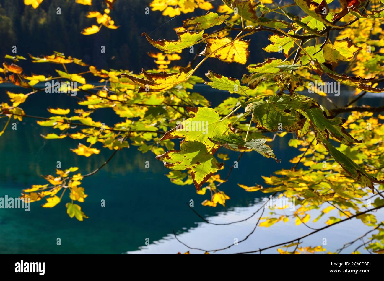 Italian maple tree hi-res stock photography and images - Alamy