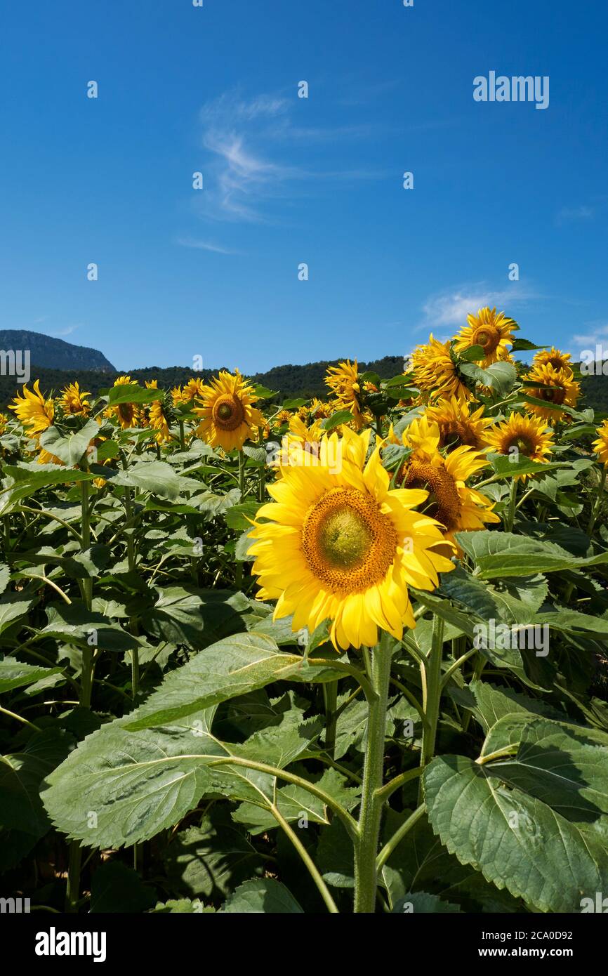 Common sunflower, Helianthus annuus, flowering in field. Basque Country ...