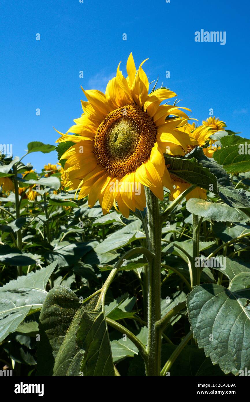 Flowering sunflowers helianthus annuus in field hi-res stock ...