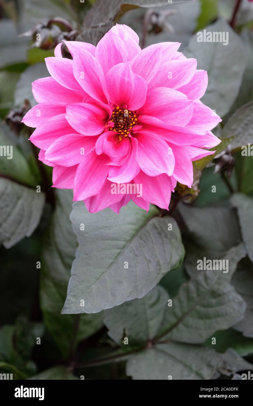 Fascination flower hi-res stock photography and images - Alamy