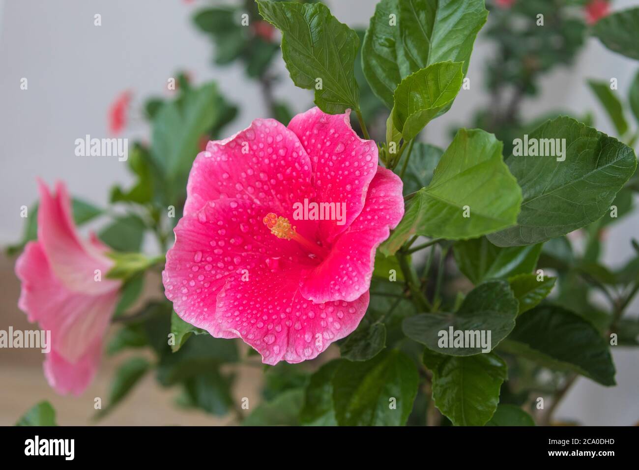 China rose tree hi-res stock photography and images - Alamy