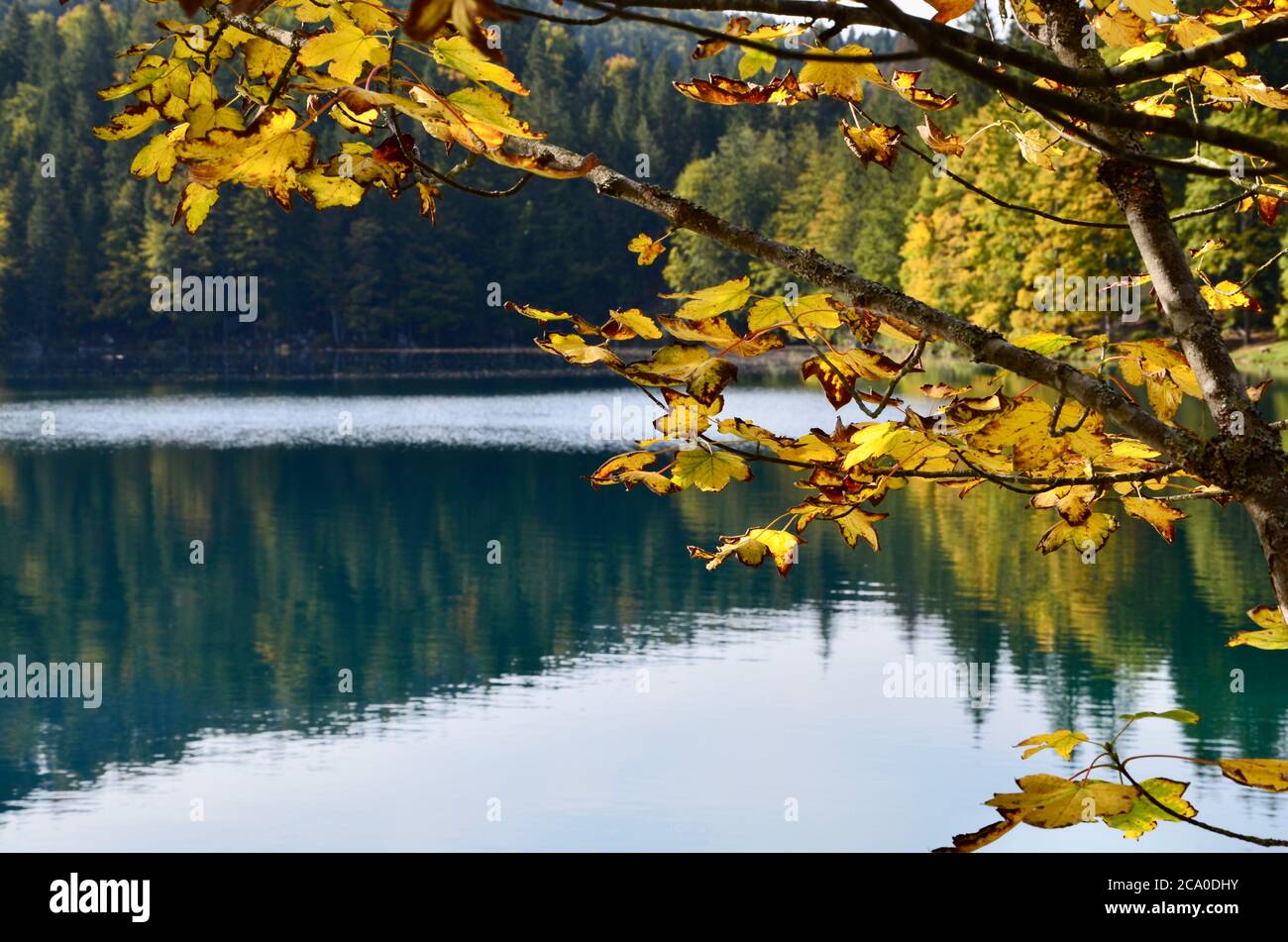 Italian maple trees hi-res stock photography and images - Alamy