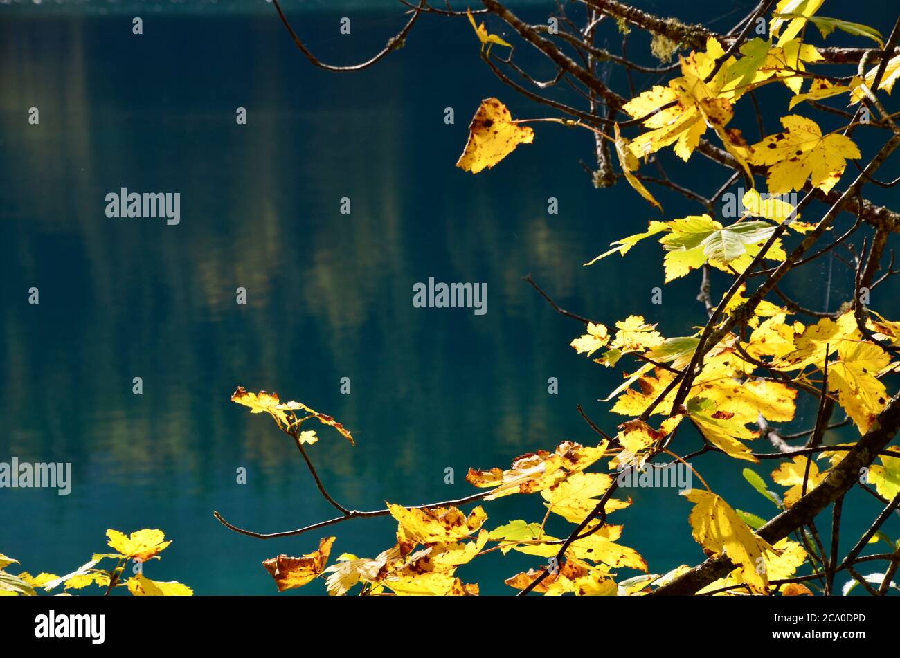 Italian maple trees hi-res stock photography and images - Alamy