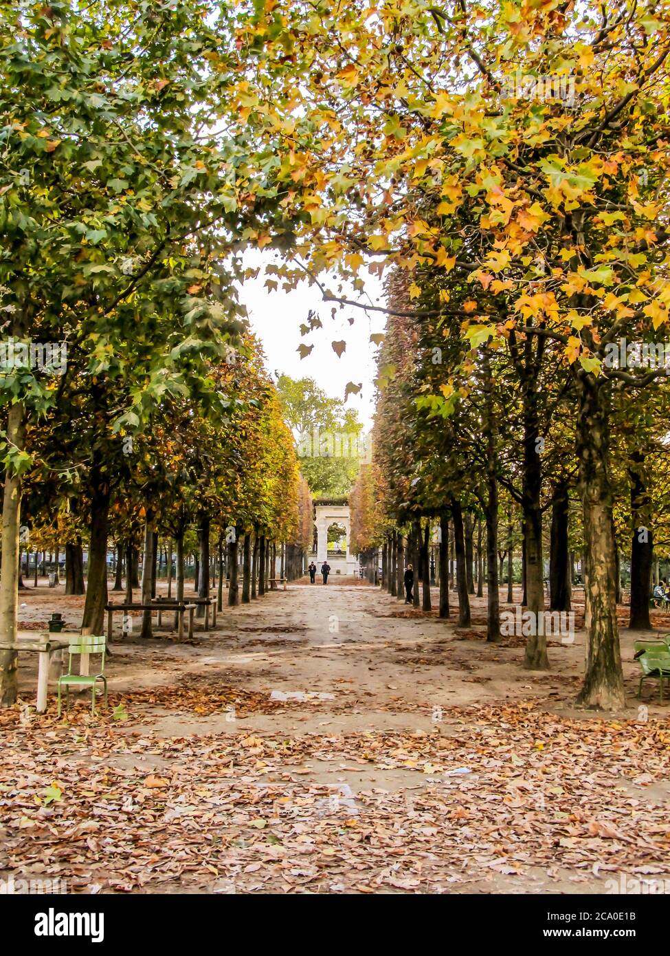 Small trees planted in straight lines, forming a path between them, in ...