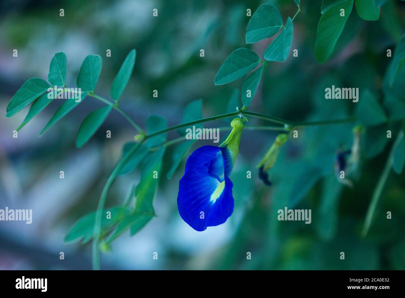 Butterfly pea flower blooms in a balcony garden Stock Photo - Alamy
