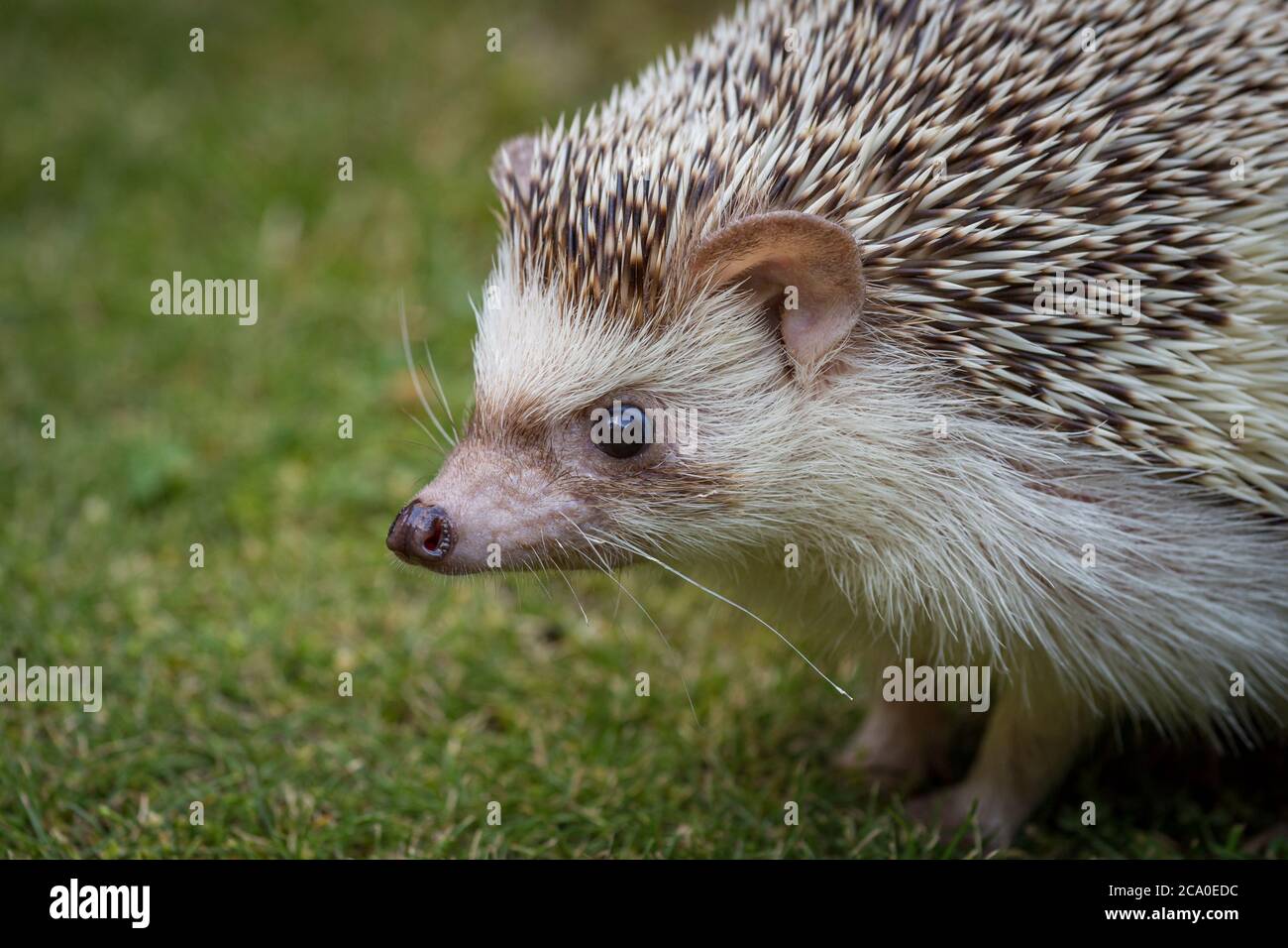 Four toed hedgehog hi-res stock photography and images - Alamy