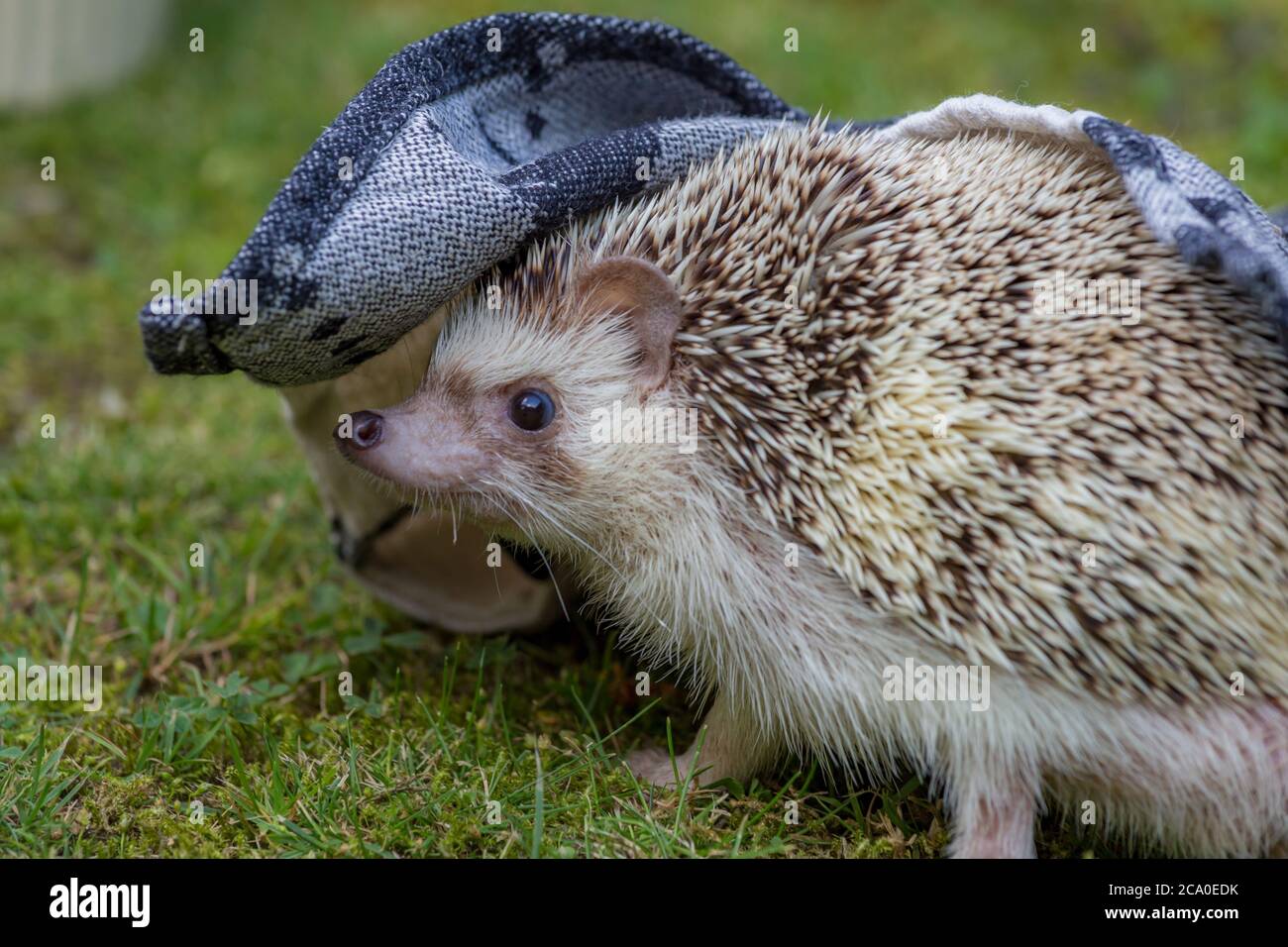 An adorable African white- bellied or four-toed hedgehog hiding outside ...