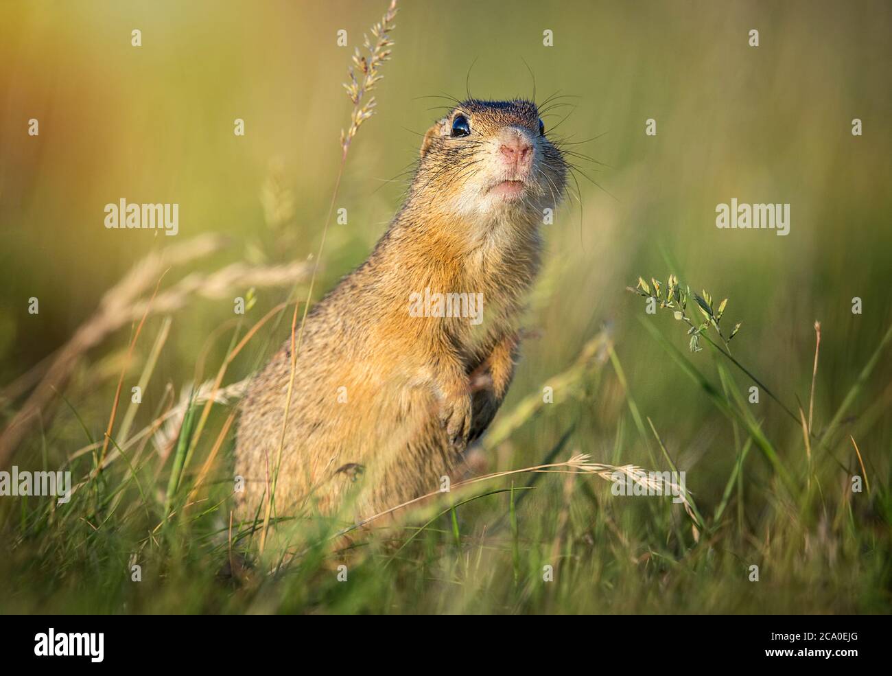 Sysel obecny Spermophilus citellus European ground squirrel Radouc ...