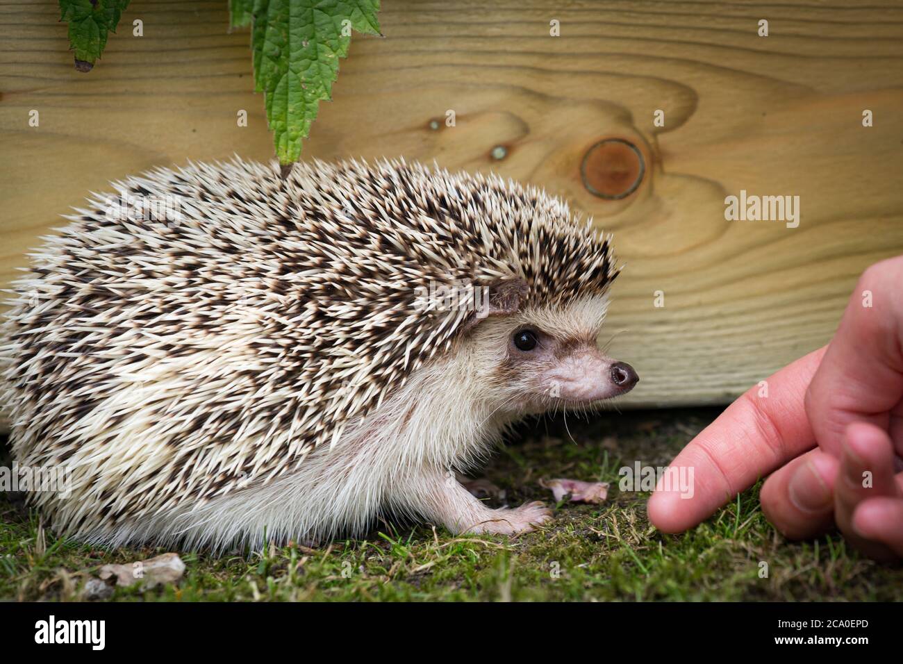 An adorable African white- bellied or four-toed hedgehog smelling a ...