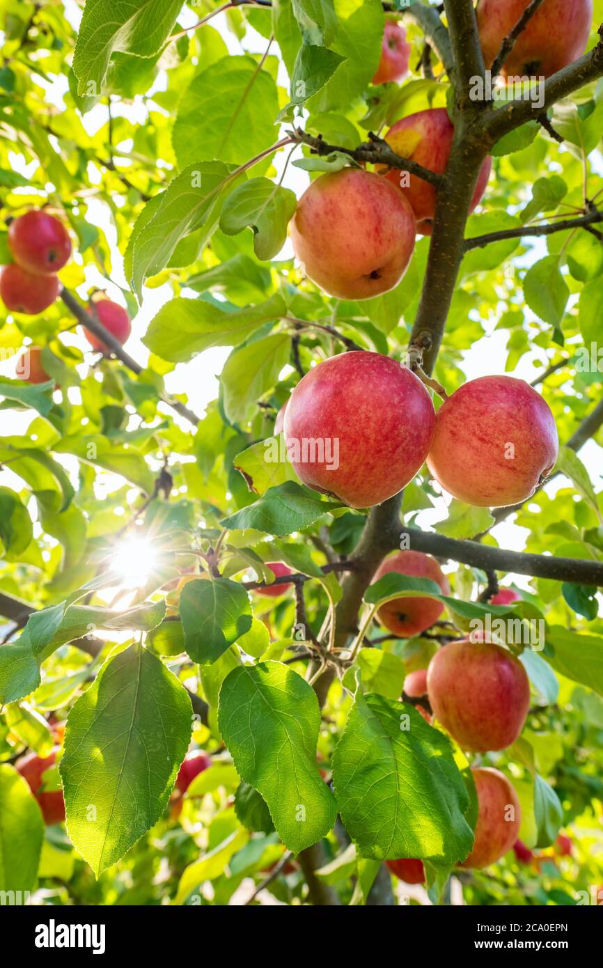 Pick some apples hi-res stock photography and images - Alamy