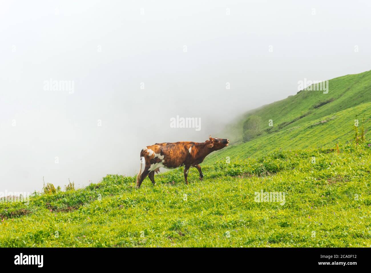 Mooing hi-res stock photography and images - Alamy