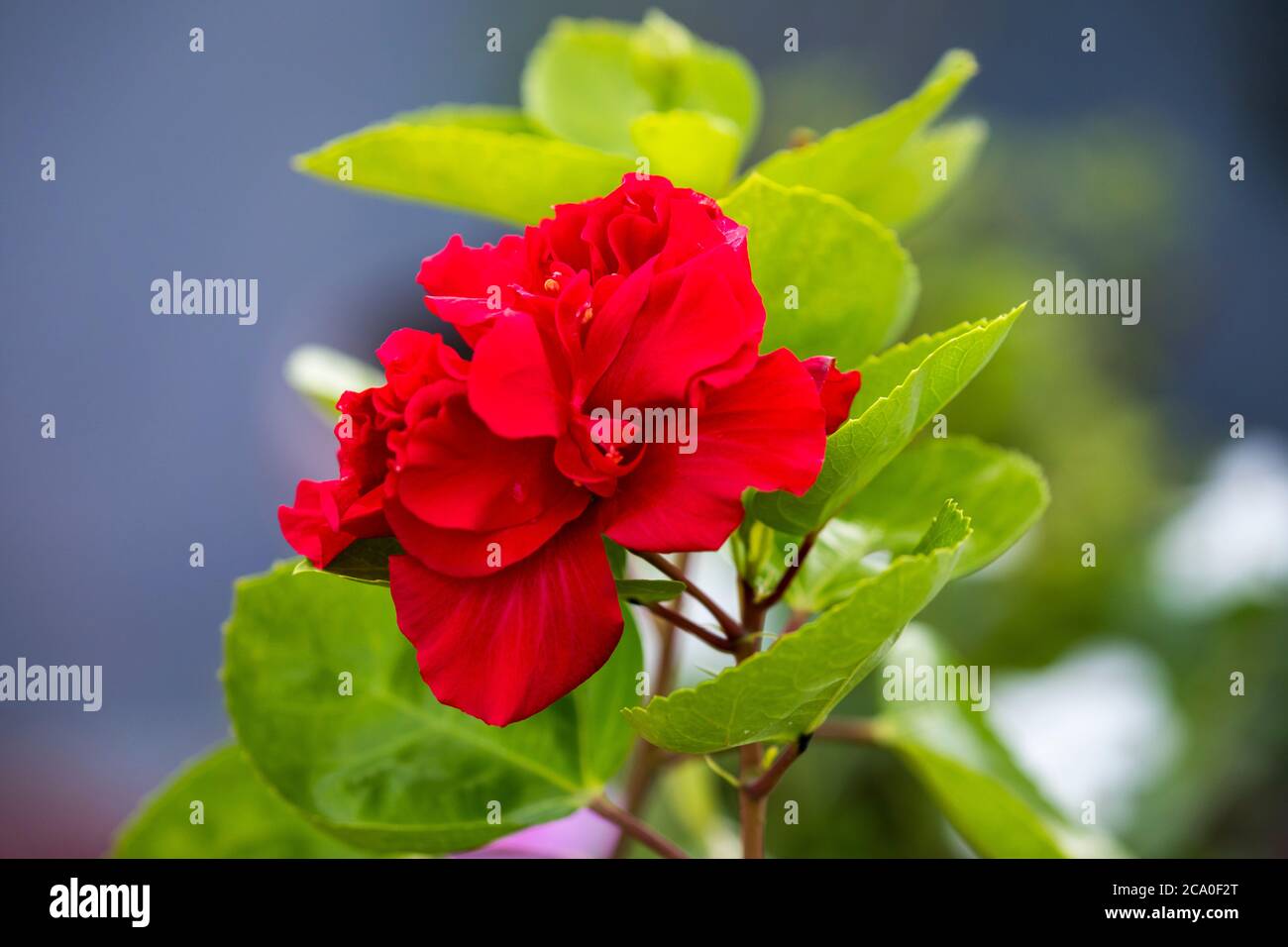 Close-up view of China Rose flowers Stock Photo - Alamy