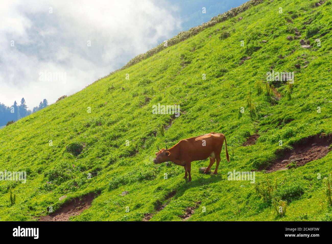 Mooing hi-res stock photography and images - Alamy