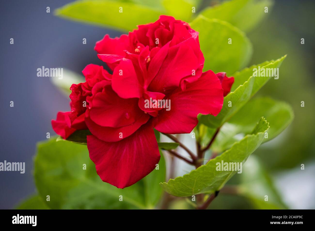 China horticultural hi-res stock photography and images - Alamy