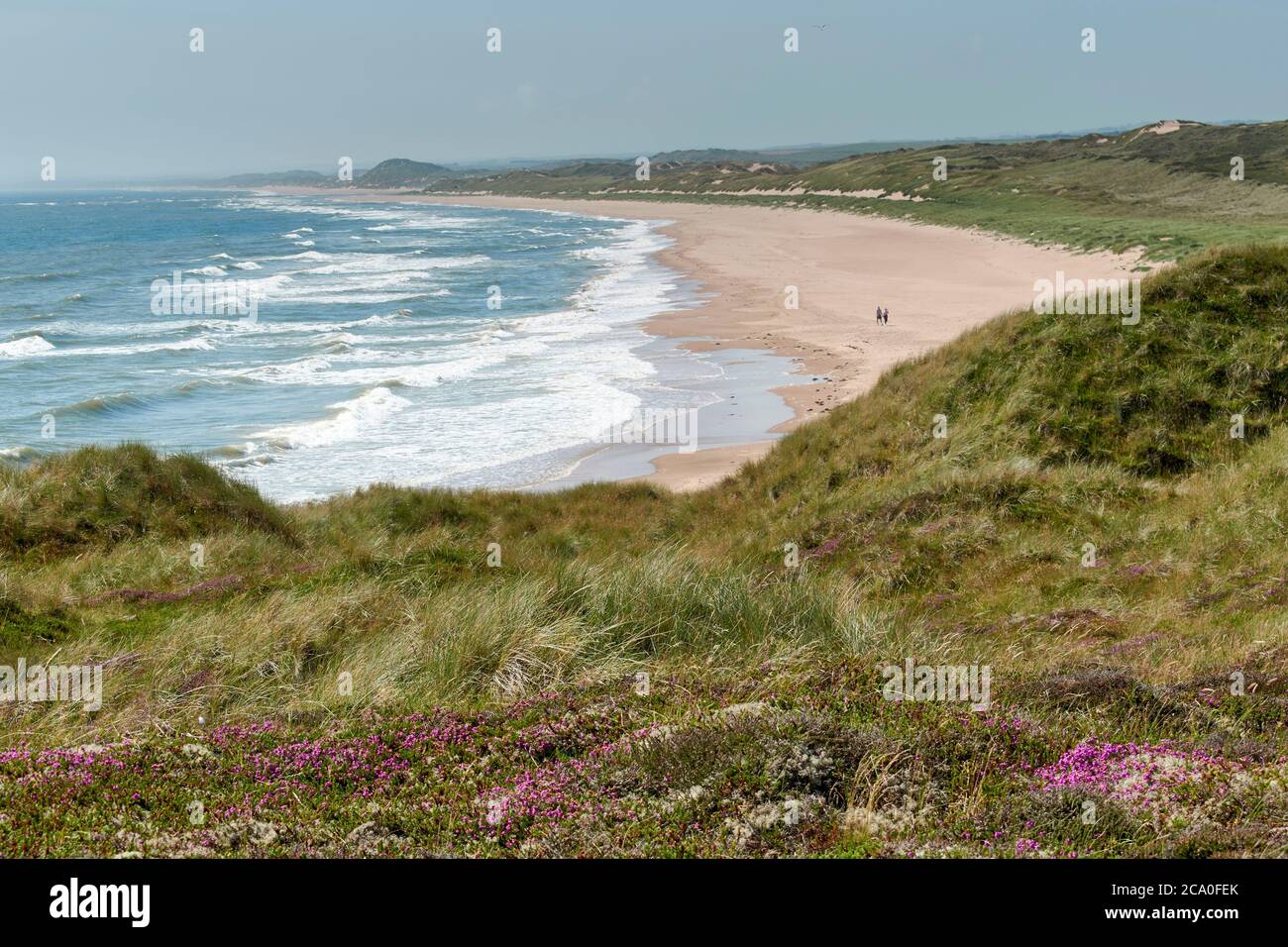 FORVIE SANDS NATIONAL NATURE RESERVE COLLIESTON SCOTLAND PURPLE HEATHER ...