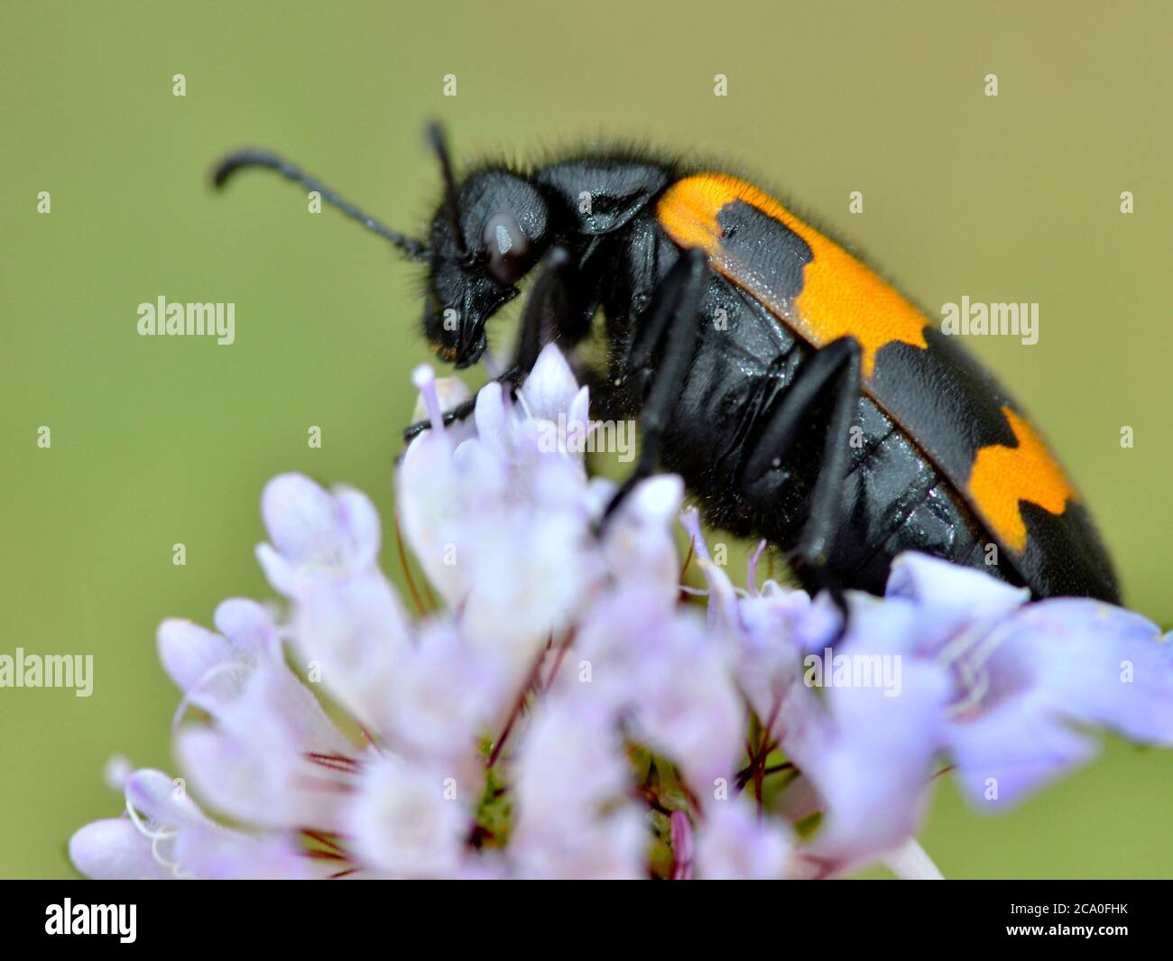 Closeup Mylabris variabilis on scabiosa flower Stock Photo - Alamy
