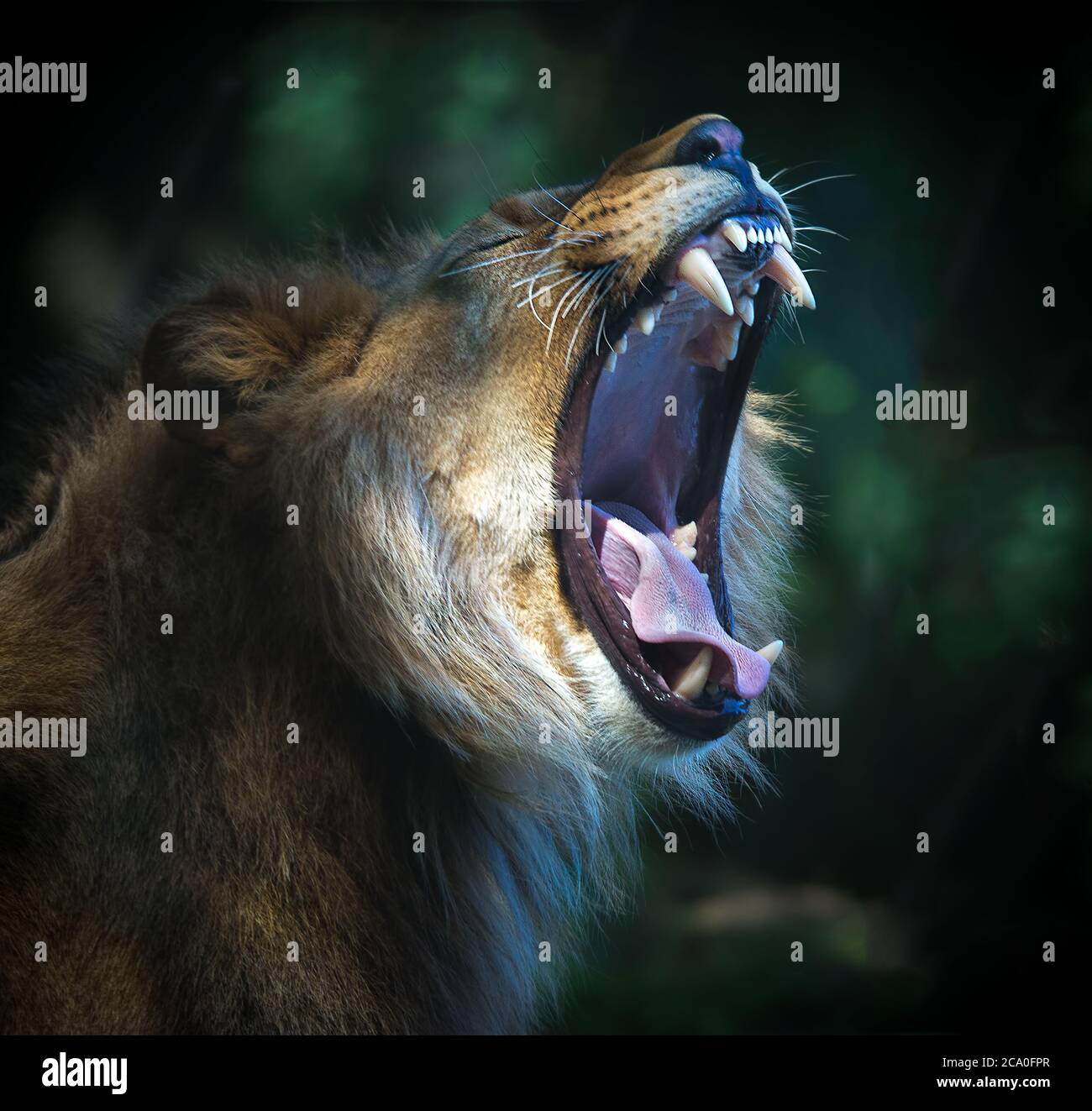 Berber lions hi-res stock photography and images - Alamy