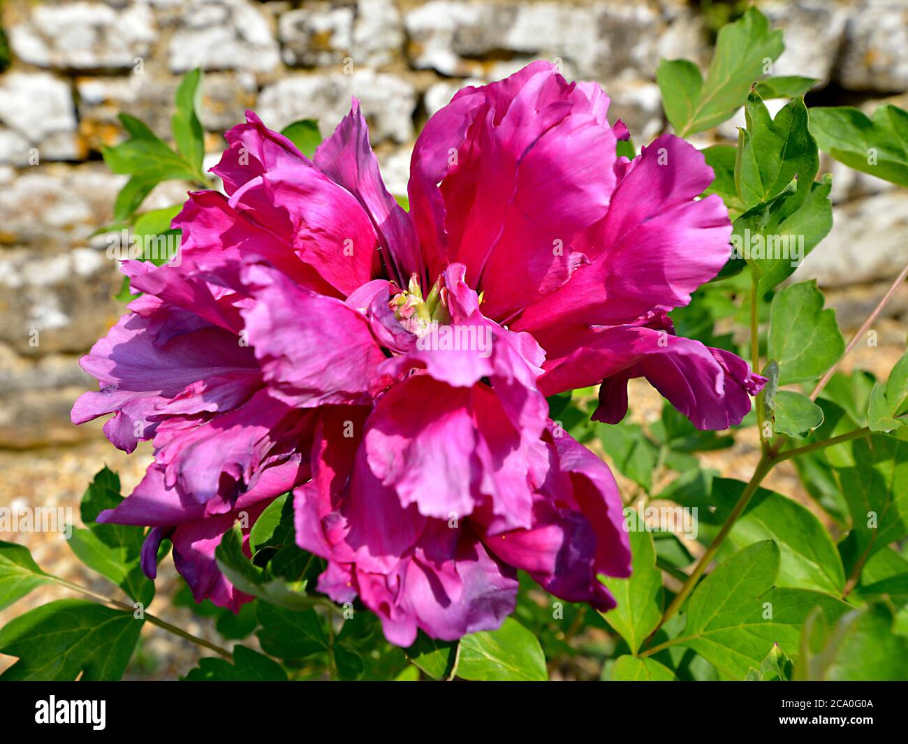 Chinese red flower hi-res stock photography and images - Alamy