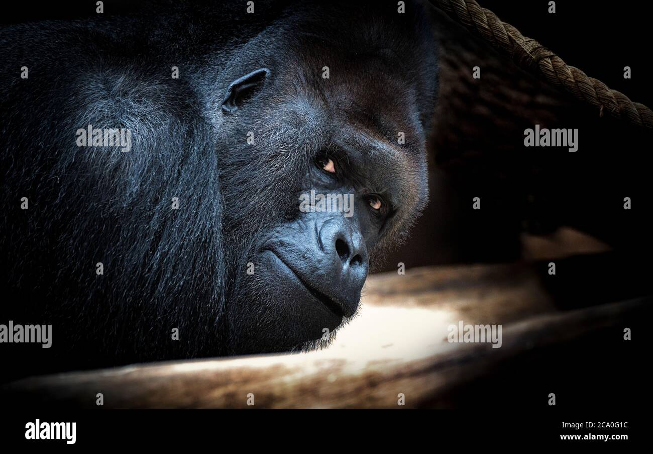 gorilla look dark background danger Stock Photo - Alamy