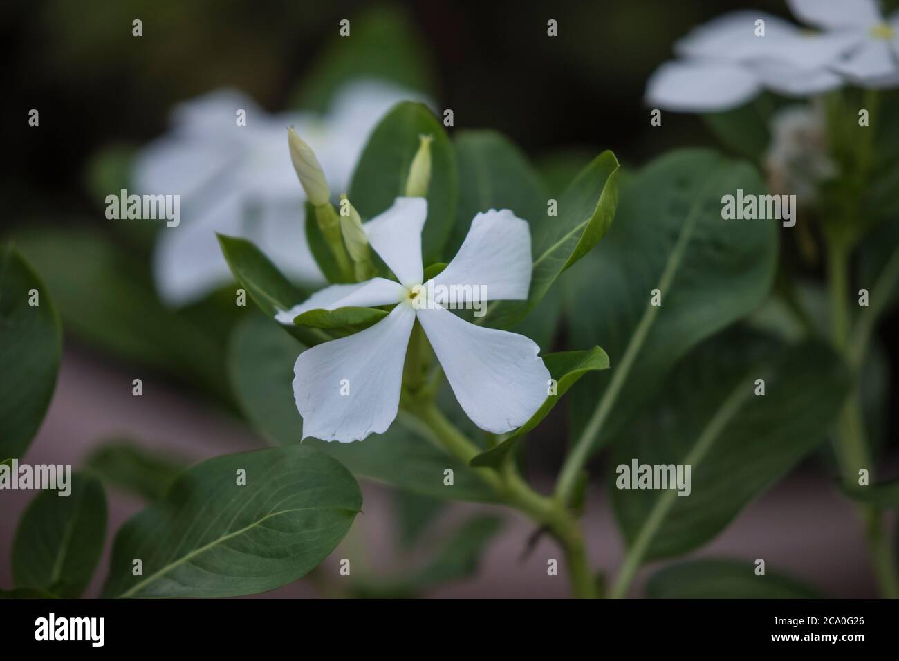 Sadaphuli flower hi-res stock photography and images - Alamy
