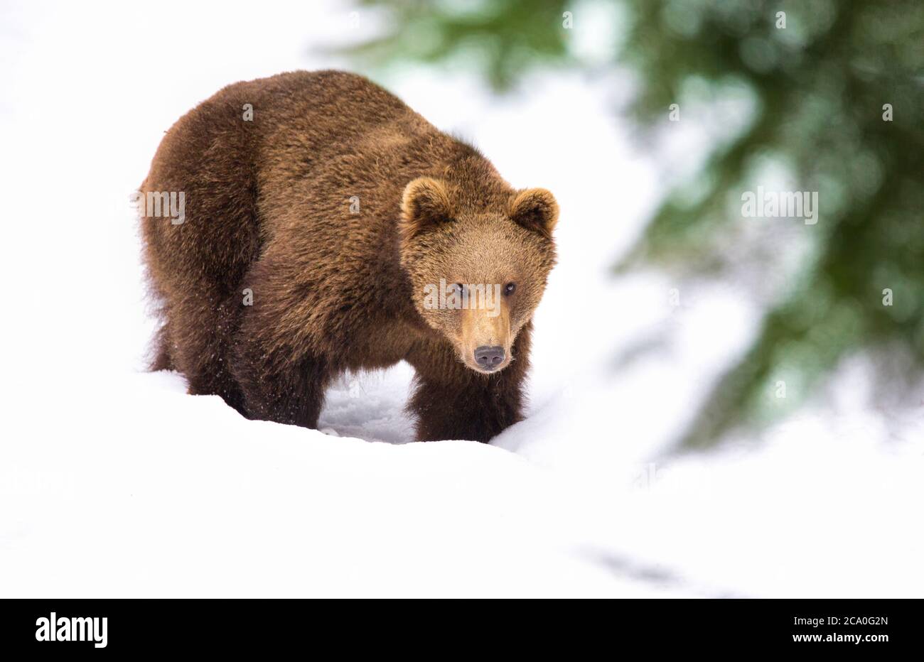 Wild Brown bear in the snow. Winter forest. Scientific name: Ursus ...