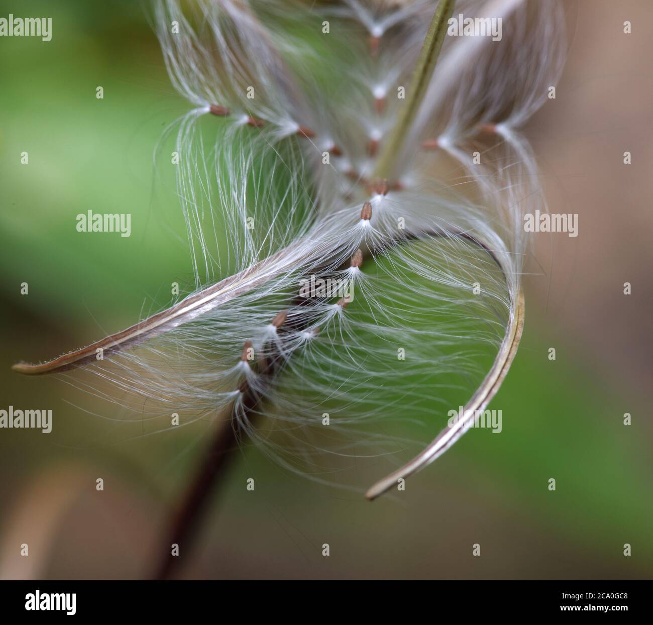 old mans beard seed heads Stock Photo - Alamy