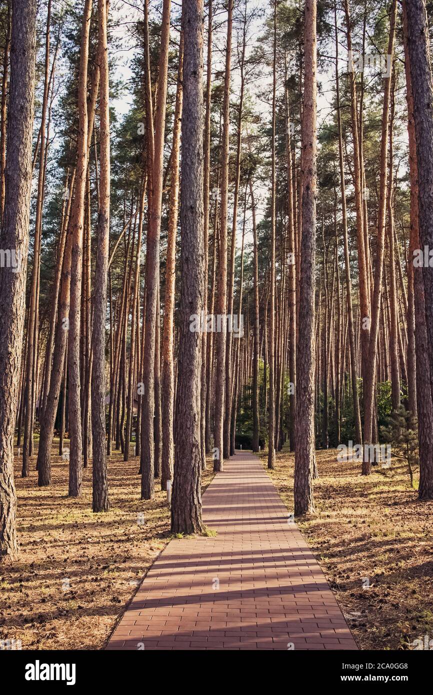 Country park tree walkway walking path outdoor hi-res stock photography ...