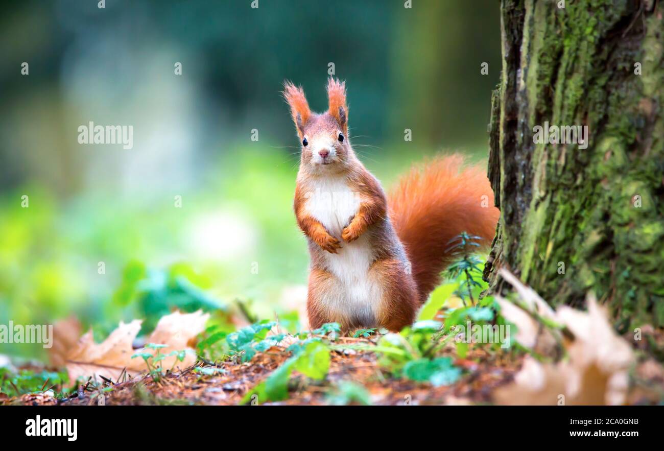 Curious squirrel sitting in the autumn park sunshine autumn colors ...