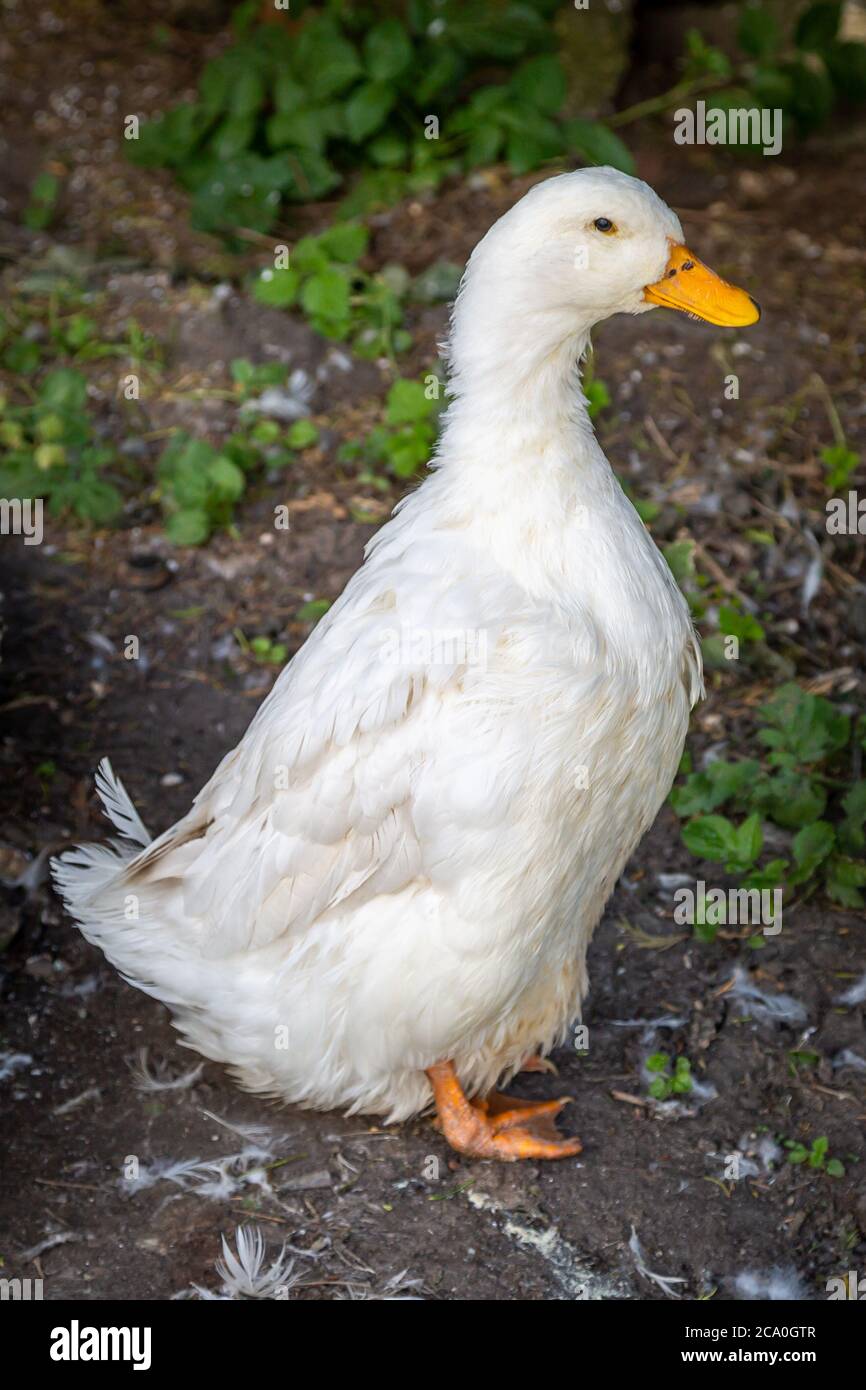 A portrait of a white Pekin Duck standing up Stock Photo - Alamy