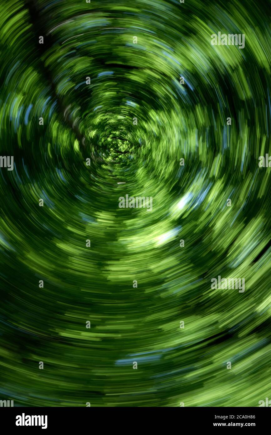 Looking up through a tree canopy using a long exposure with a turning ...