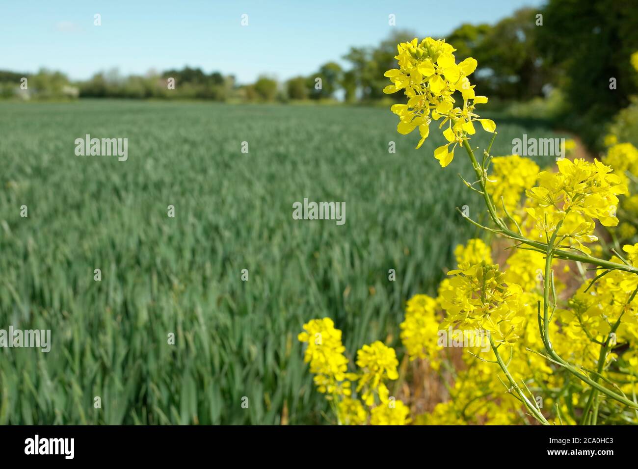 Bright yellow flowers in foreground of picture displaying green field ...