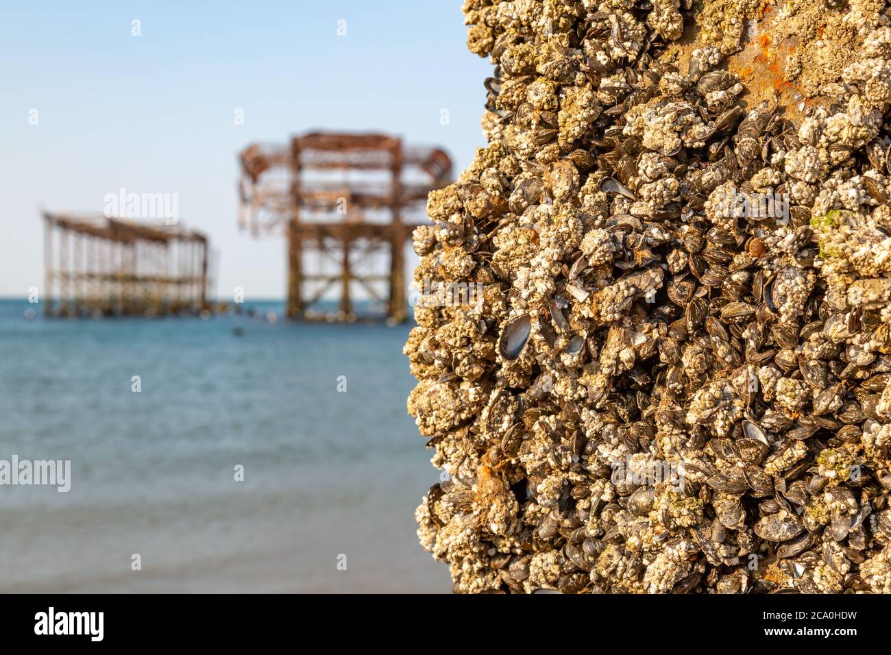 Barnacles on an old post from Brighton's West Pier, with the pier ...