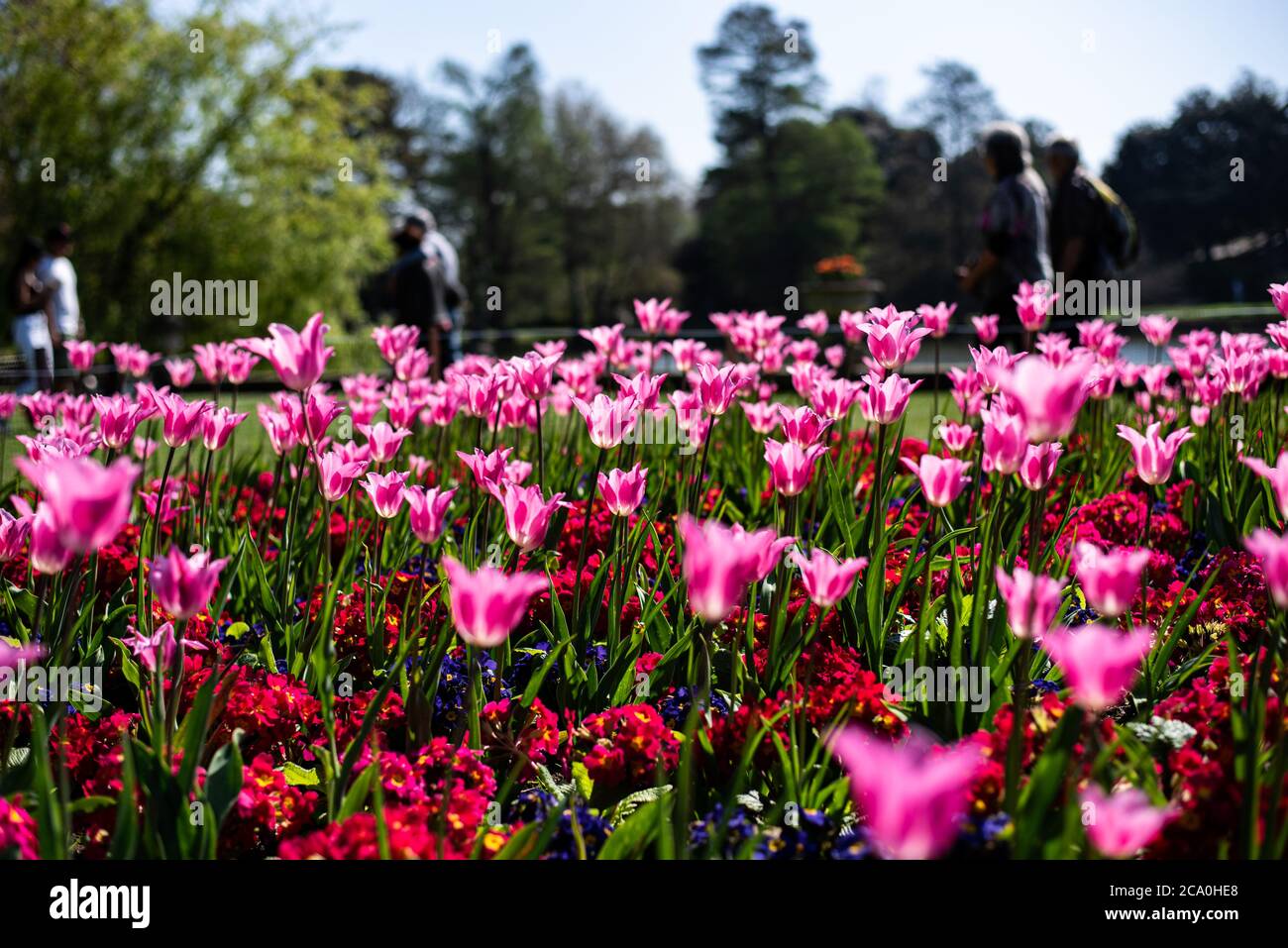 Beautiful flowers and exotic plants, during the spring season in Kew ...