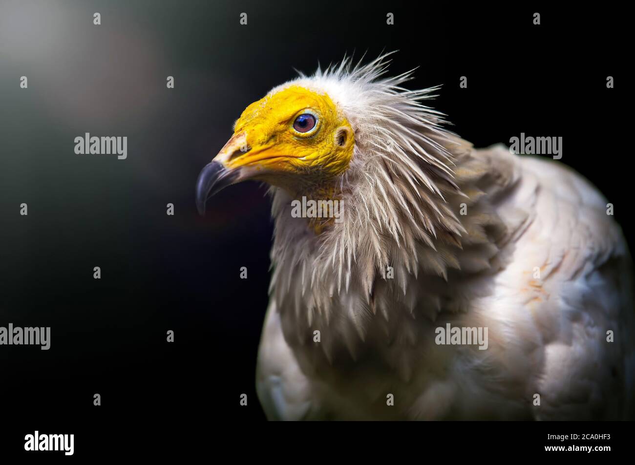 Big vulture bird hi-res stock photography and images - Alamy