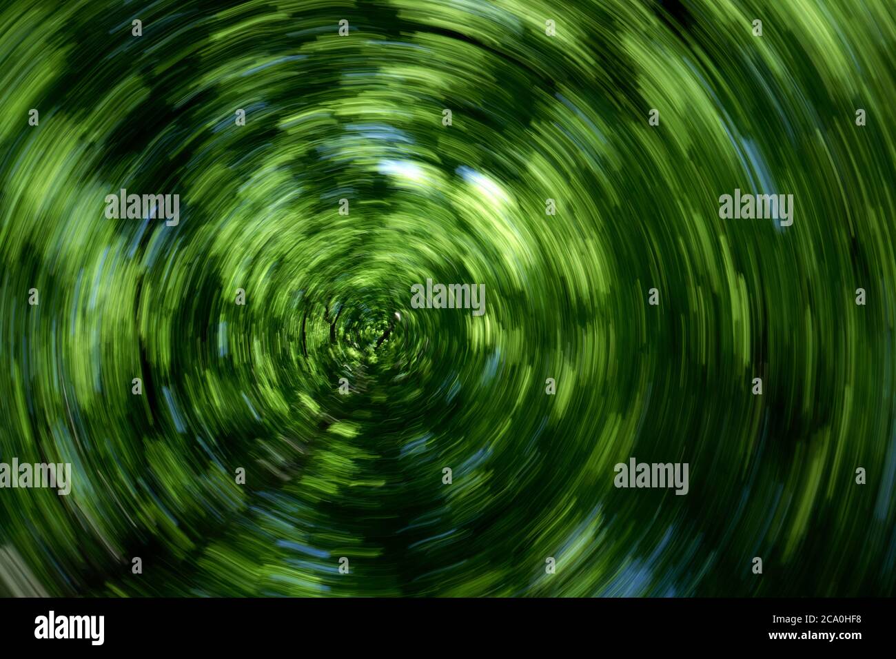 Looking up through a tree canopy using a long exposure with a turning ...