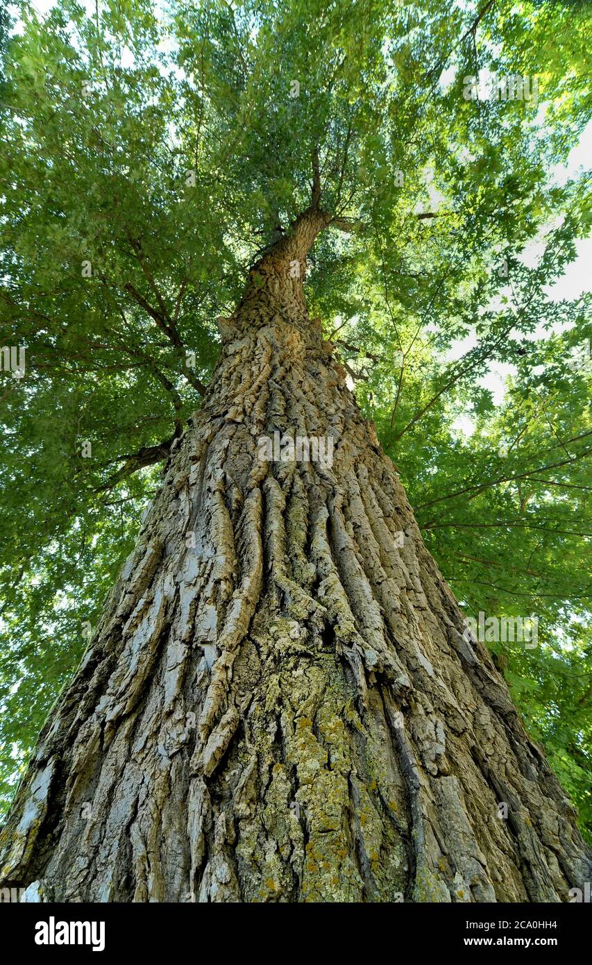 Giant maple tree with rough, fissured bark and overarching canopy Stock ...