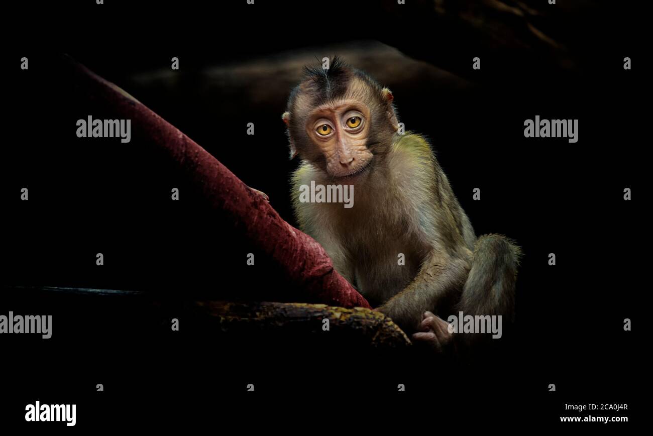 A group of young Southern pig-tailed macaque Macaca nemestrina, medium ...