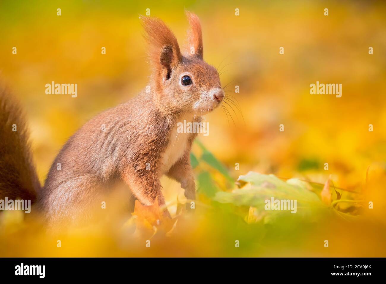 Best squirrel photos hi-res stock photography and images - Alamy