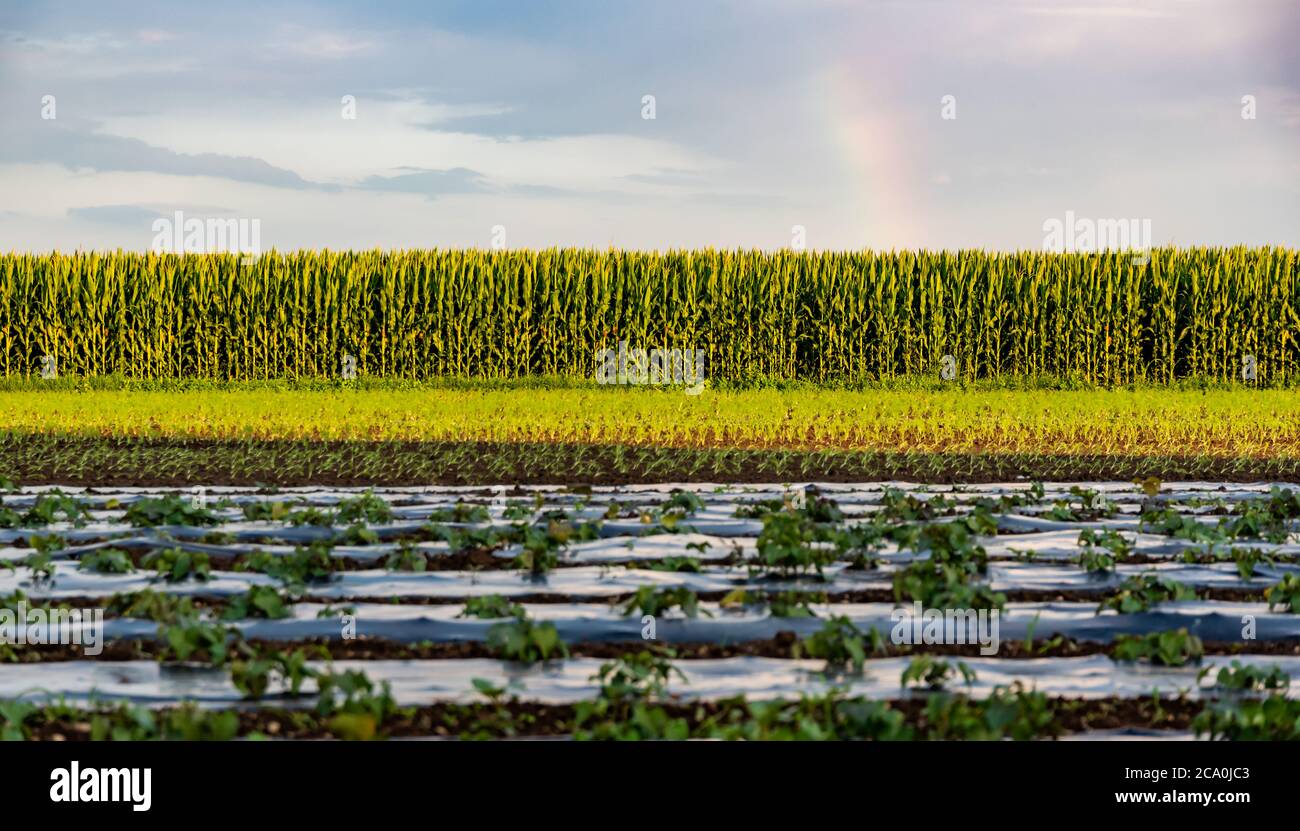 Closeup of a young maize plant in summer. Corn field background Stock ...