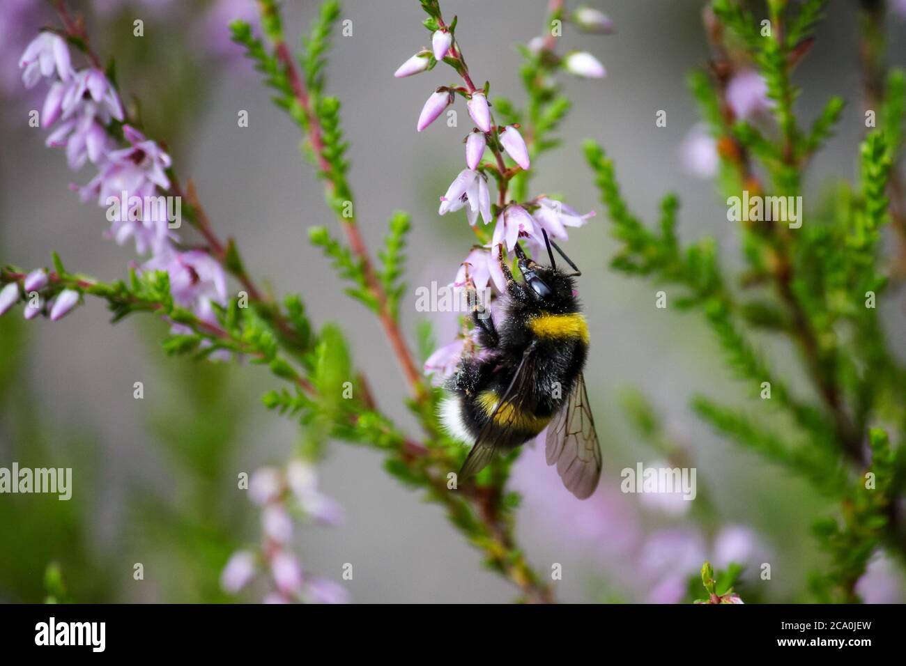 Heather bee hi-res stock photography and images - Alamy
