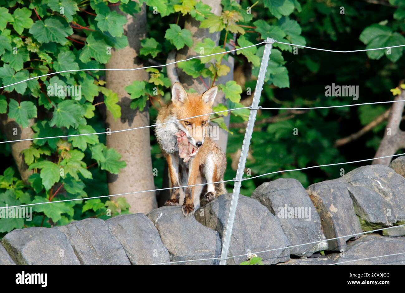 Male fox hi-res stock photography and images - Alamy