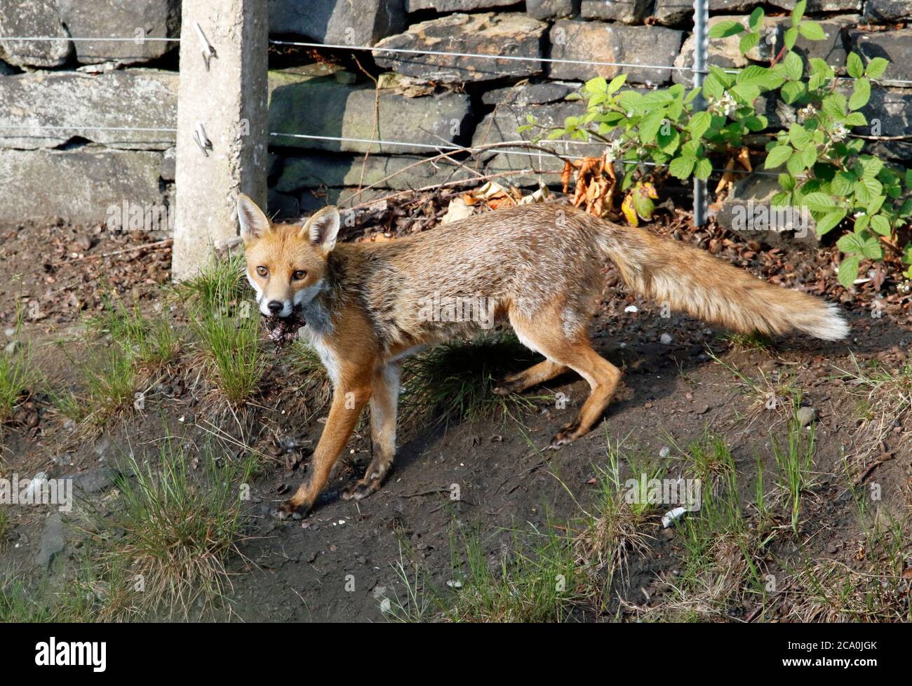 Male dog fox with food for the cubs Stock Photo - Alamy