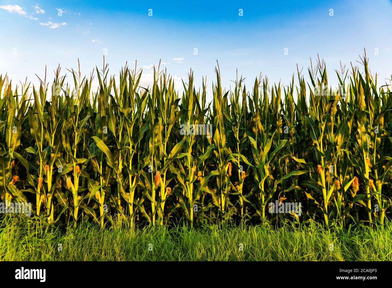 A young maize plant hi-res stock photography and images - Alamy