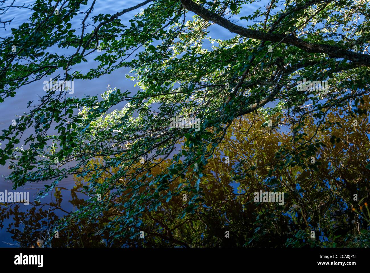 Branch hanging over water hi-res stock photography and images - Alamy