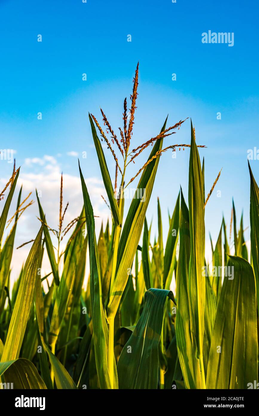 A young maize plant hi-res stock photography and images - Alamy