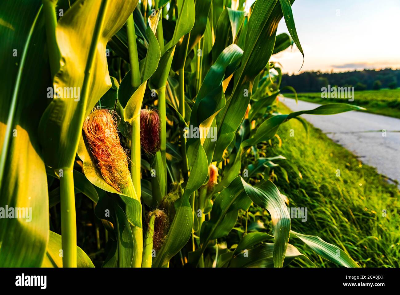 A young maize plant hi-res stock photography and images - Alamy