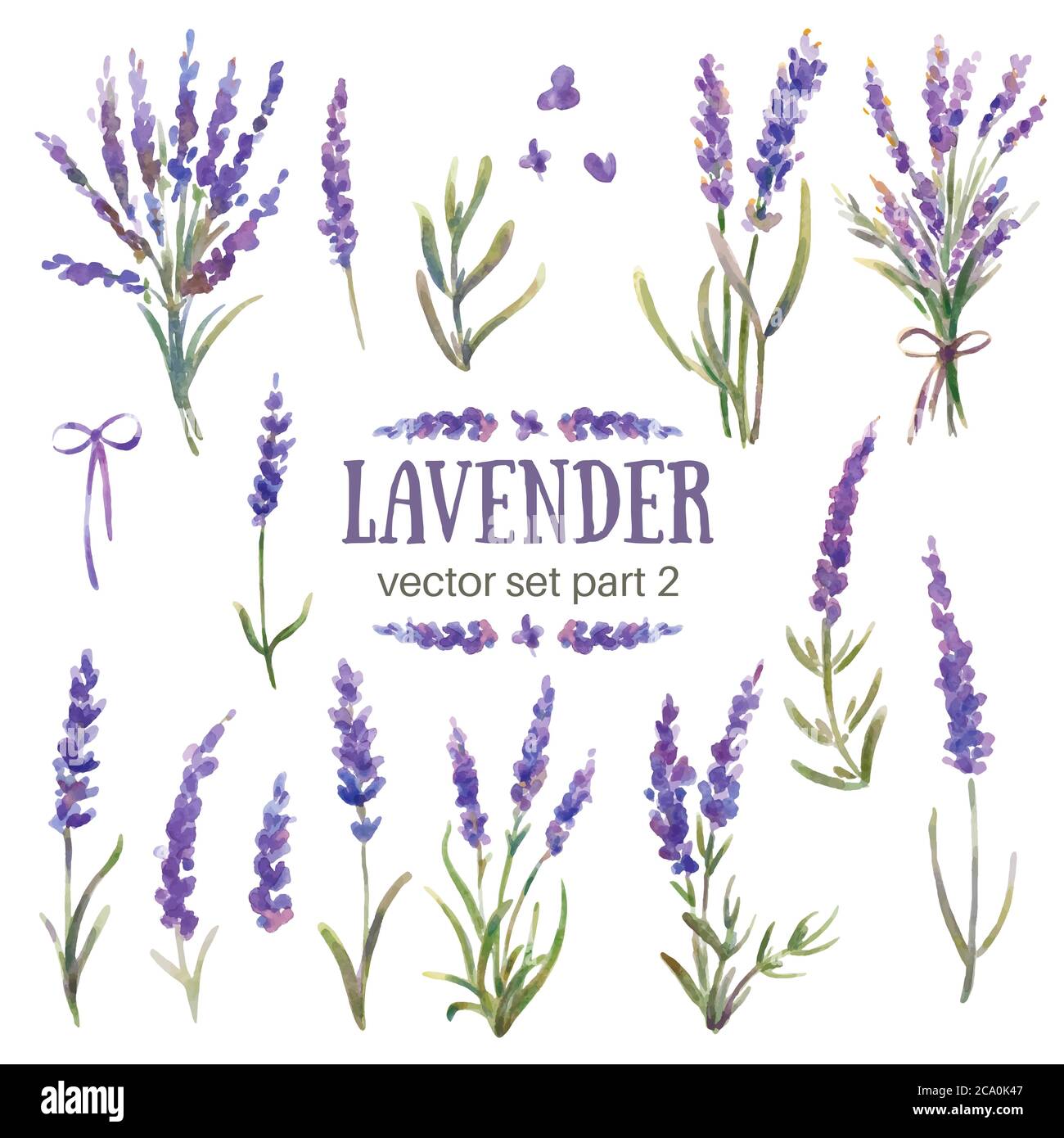 Set of vector illustrations of lavender. Watercolor hand-painted ...